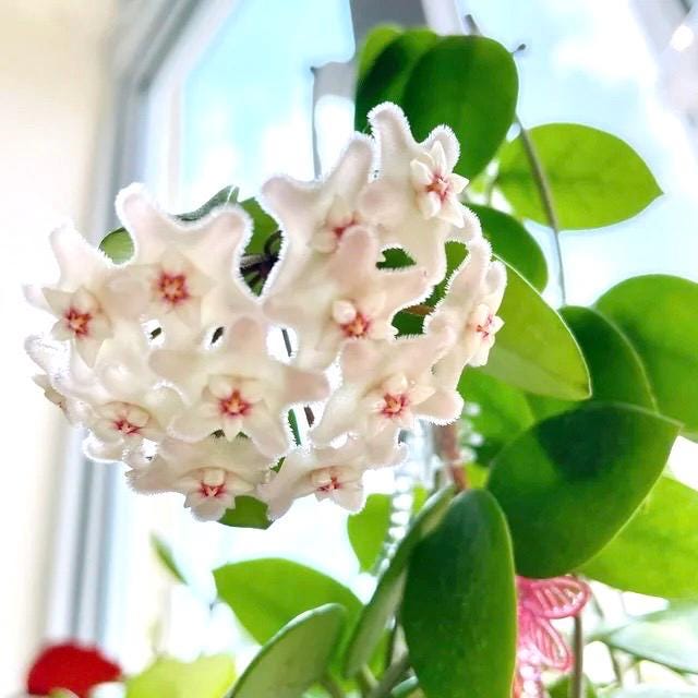 Hoya Chouke starter plant **(ALL plants require you to purchase ANY 2 ...